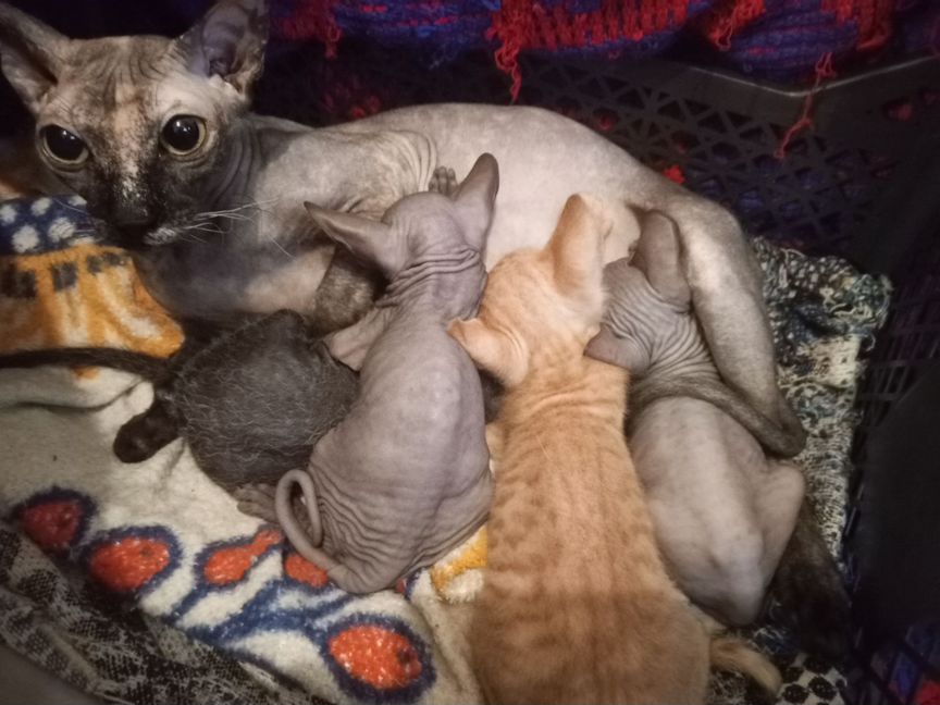 Донской сфинкс котята