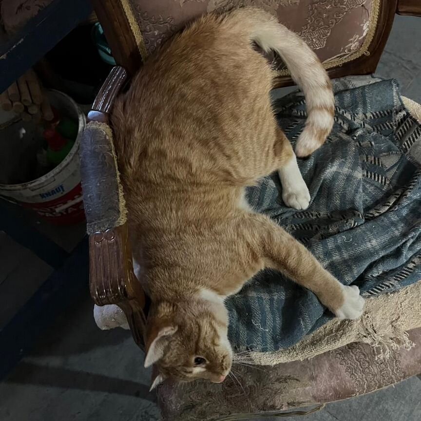 Кот ищет семью