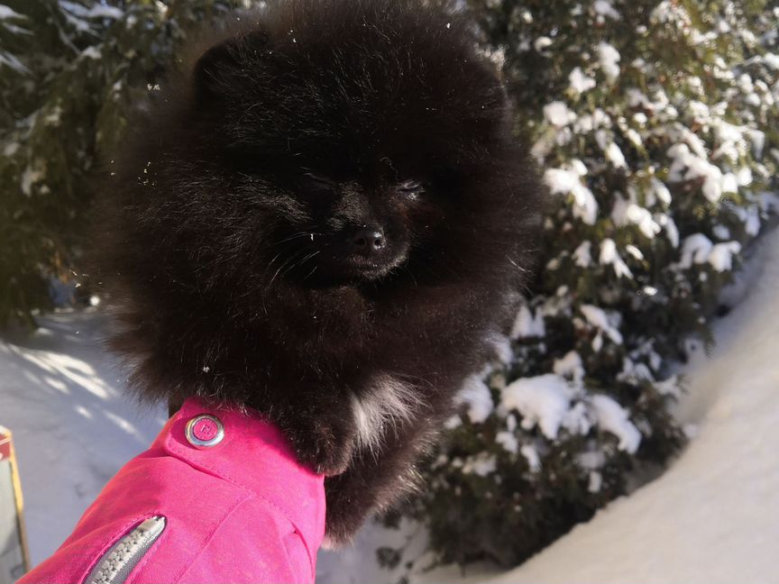 Померанский шпиц