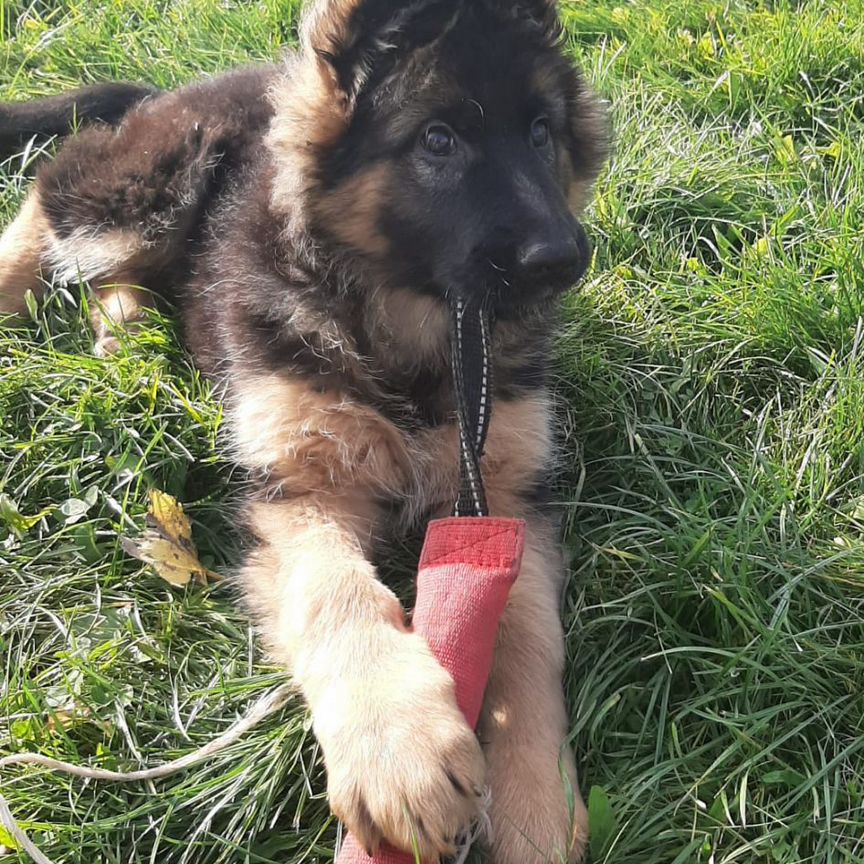 Щенки немецкой овчарки длинношерстной