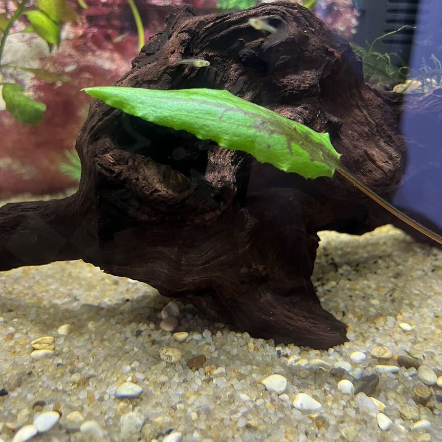 Мальки гуппи