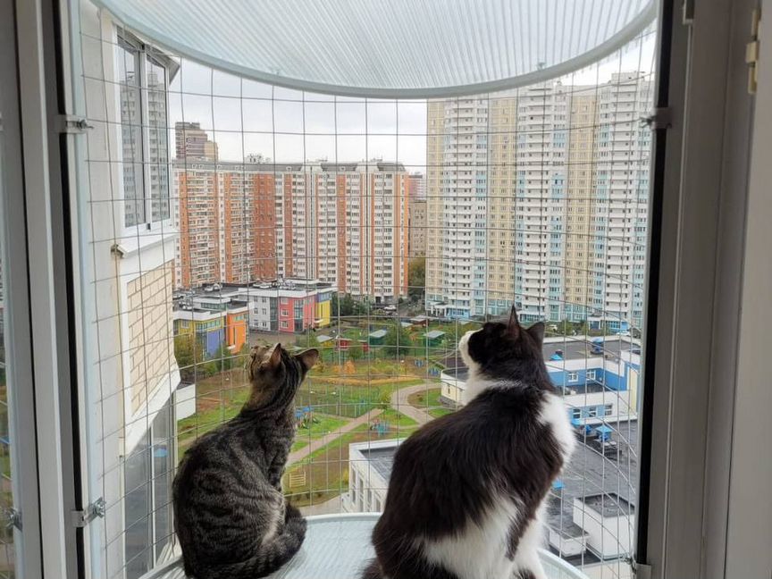 Балконы для выгула кошек