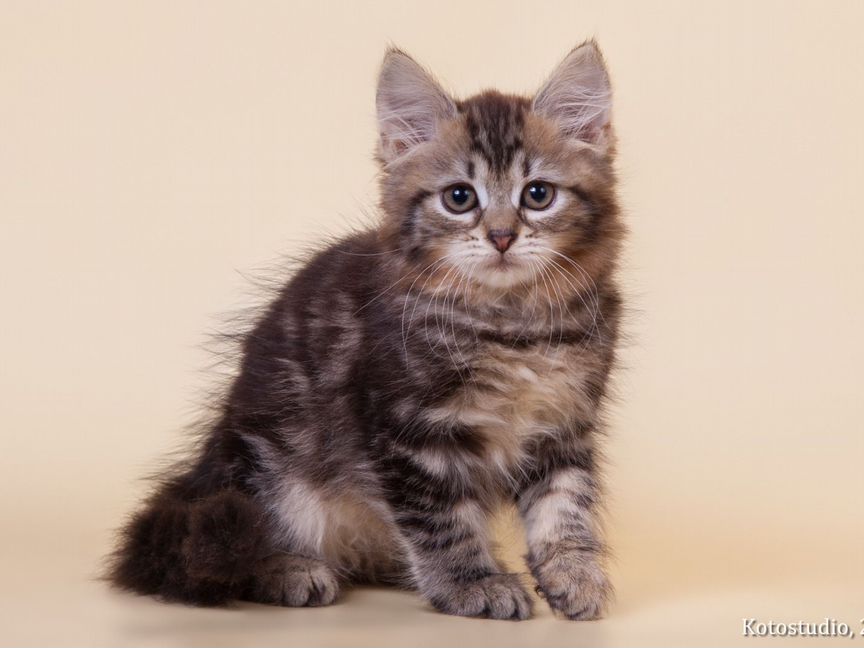 Сибирские котята