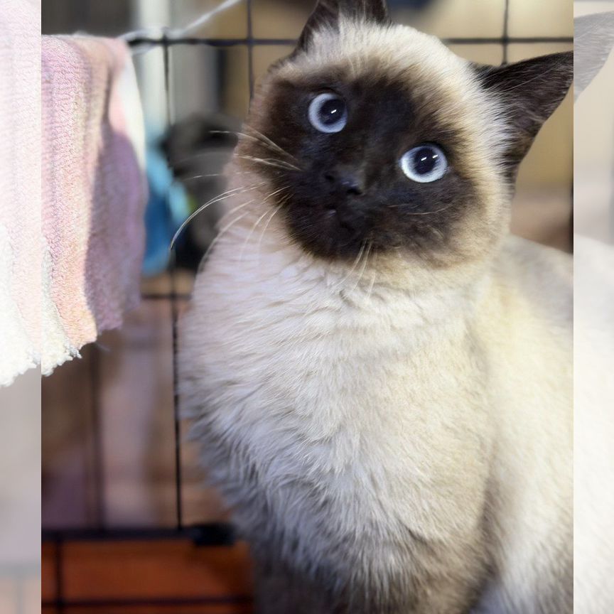 Сиамский котёнок