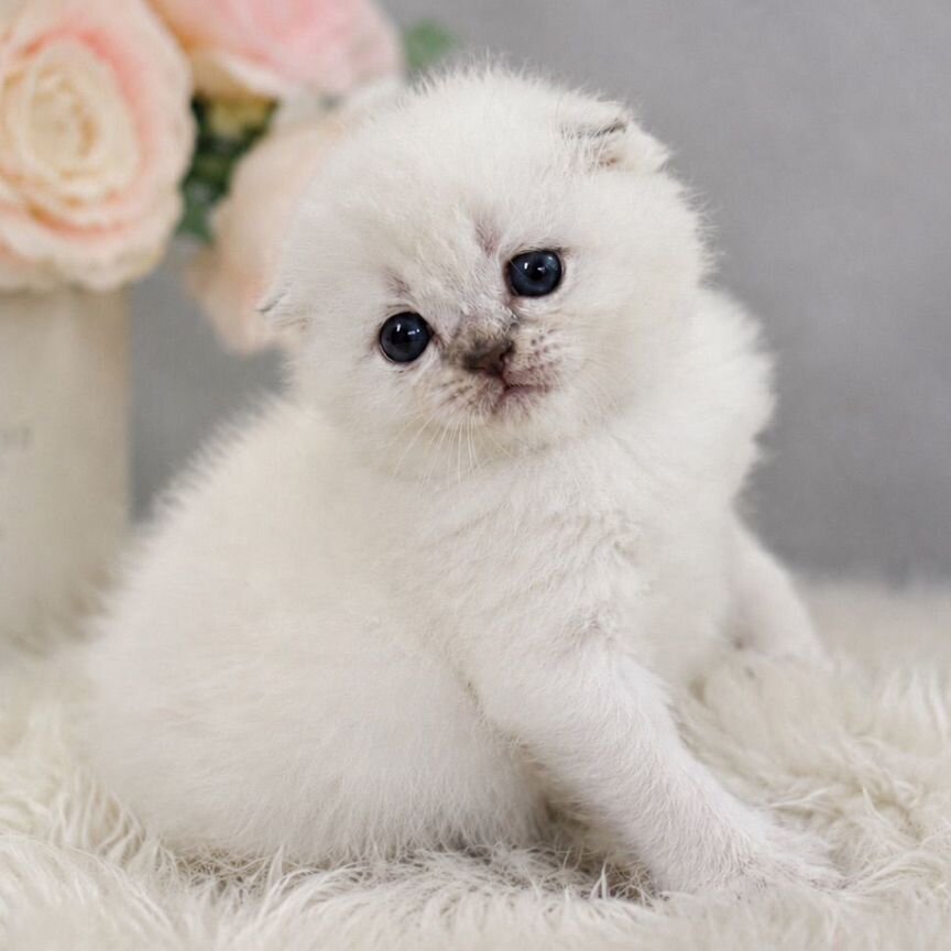 Шотландский вислоухий короткошёрстный котёнок