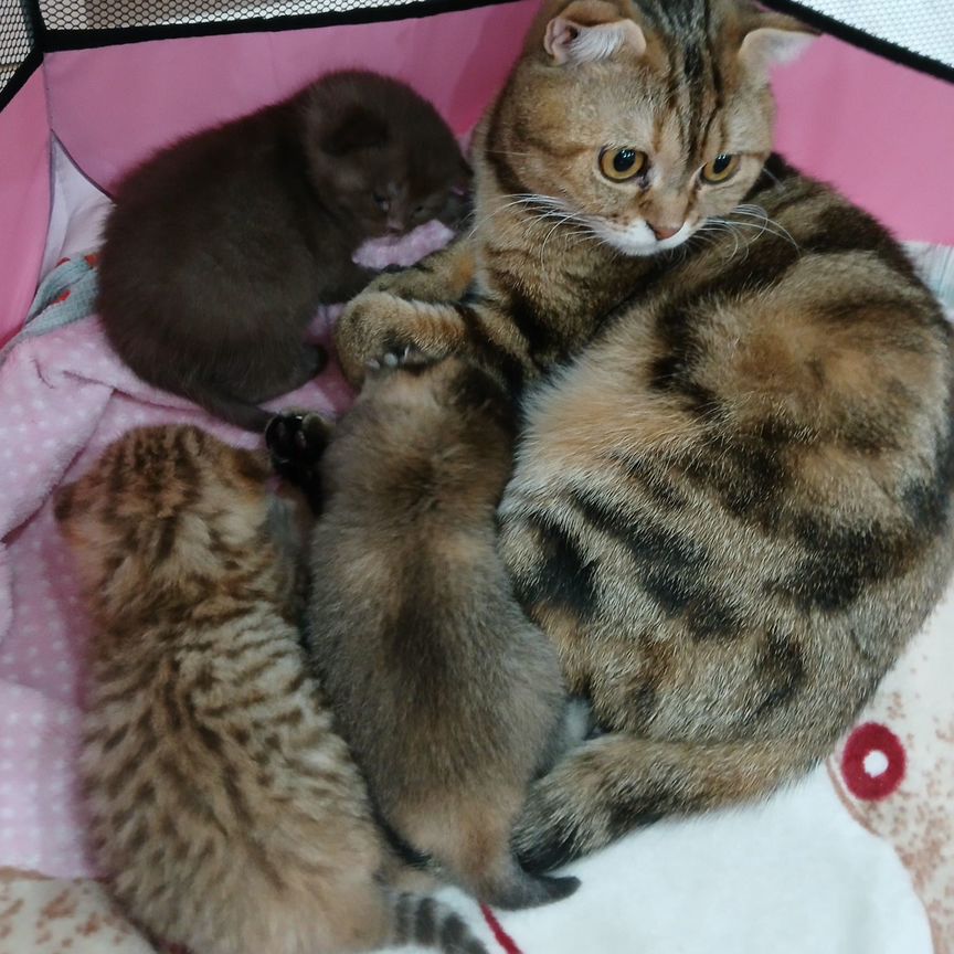 Шотландский вислоухий короткошёрстный котёнок