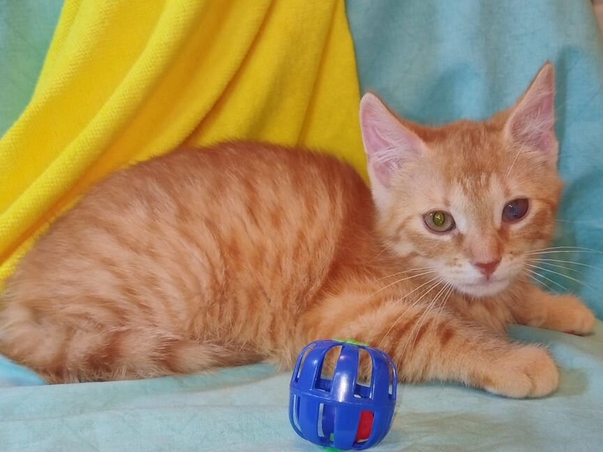 Рыжий котенок мальчик