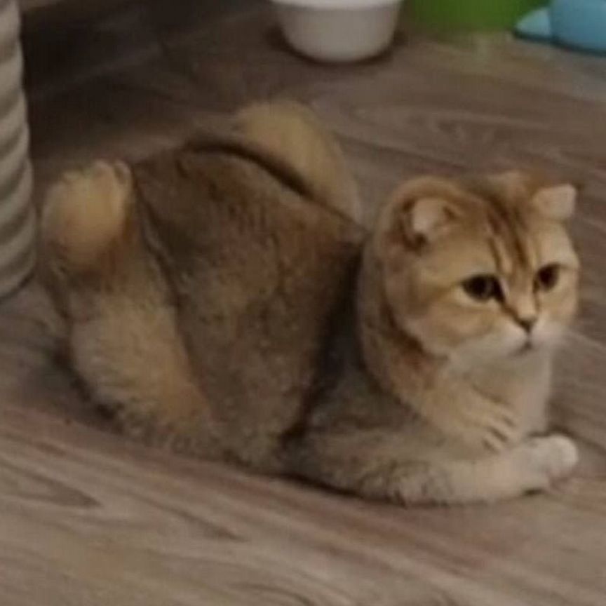 Шотландская вислоухая короткошёрстная, взрослая кошка