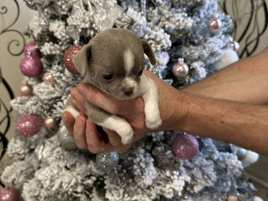 Лилово белая девочка чихуа