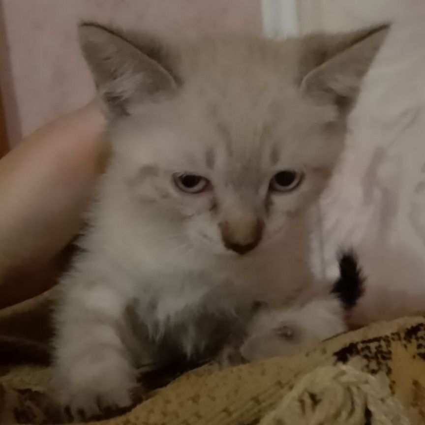 Котенок в добрые руки бесплатно
