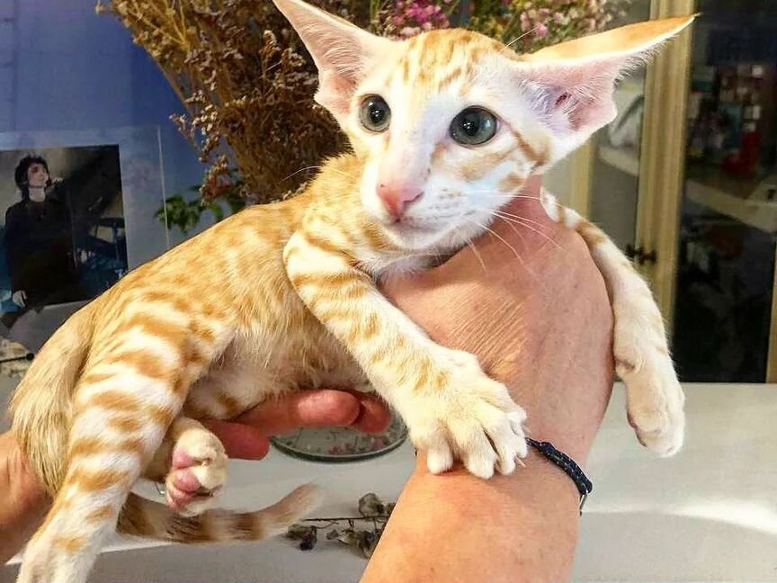 Ориентальный солнечный