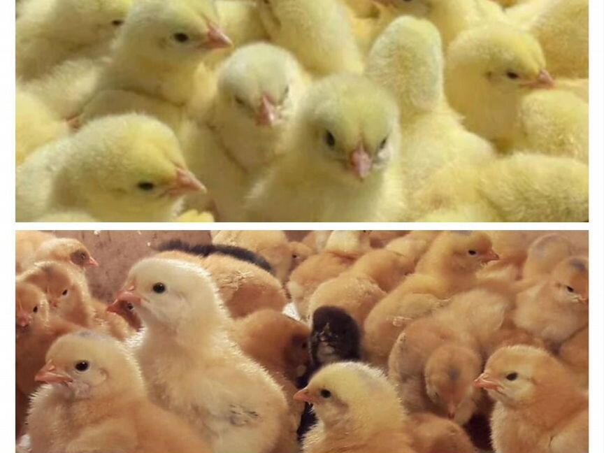 Цыплята бройлеры