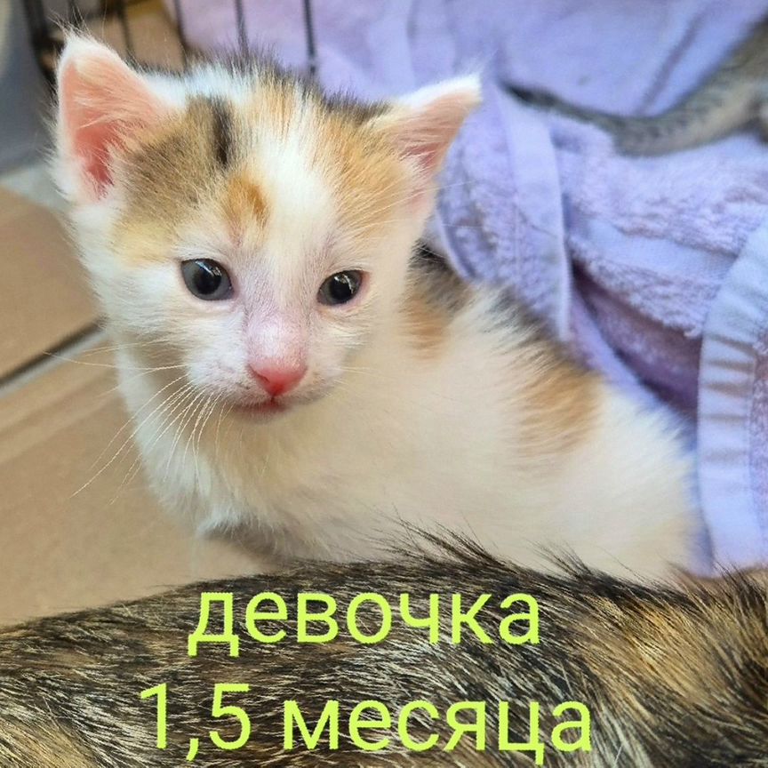 Котёнок в добрые руки