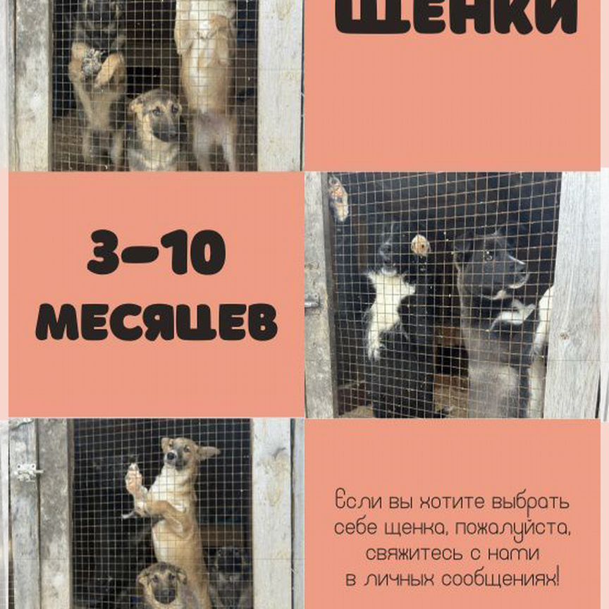 Щенок в добрые руки