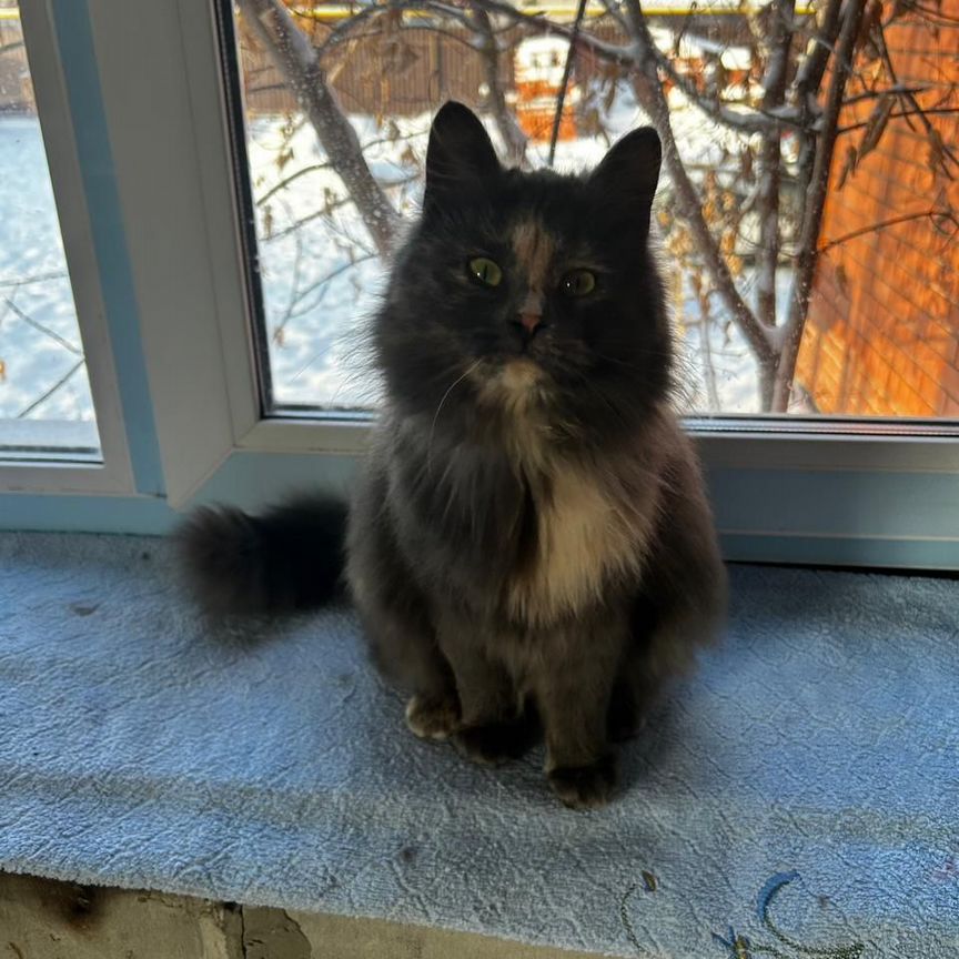 Отдам в добрые руки кошку