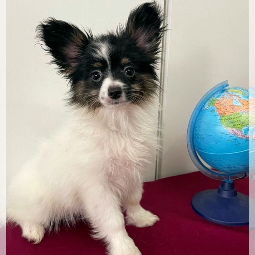 Континентальный той-спаниель папильон, щенок