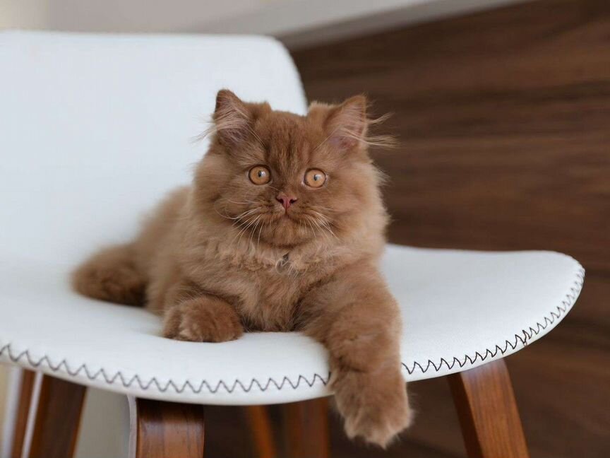 Британский плюшевый котик