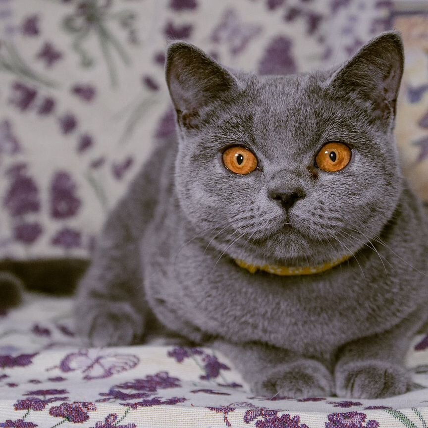 Кошка Дуся в добрые руки