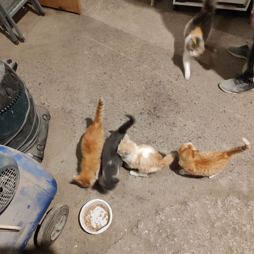 Котята в добрые руки