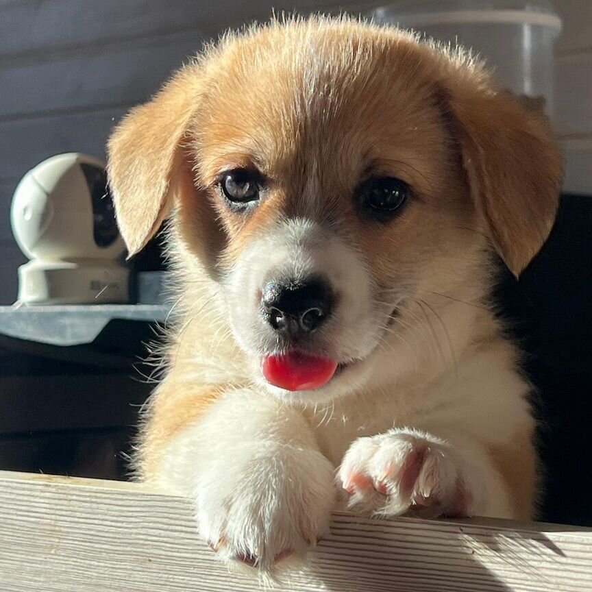 Продам щенка Вельш Корги Пемброк, мальчик