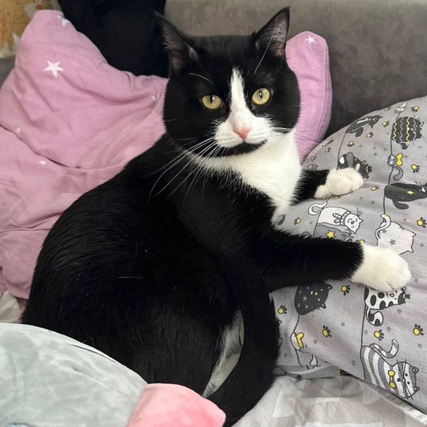 Сибирский, взрослый кот