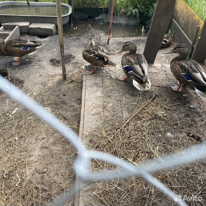 Утята дикой утки