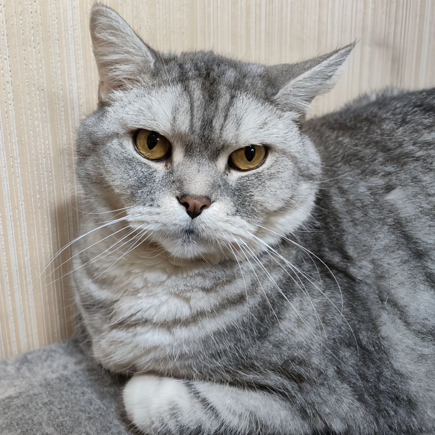 Британский длинношёрстный, взрослый кот
