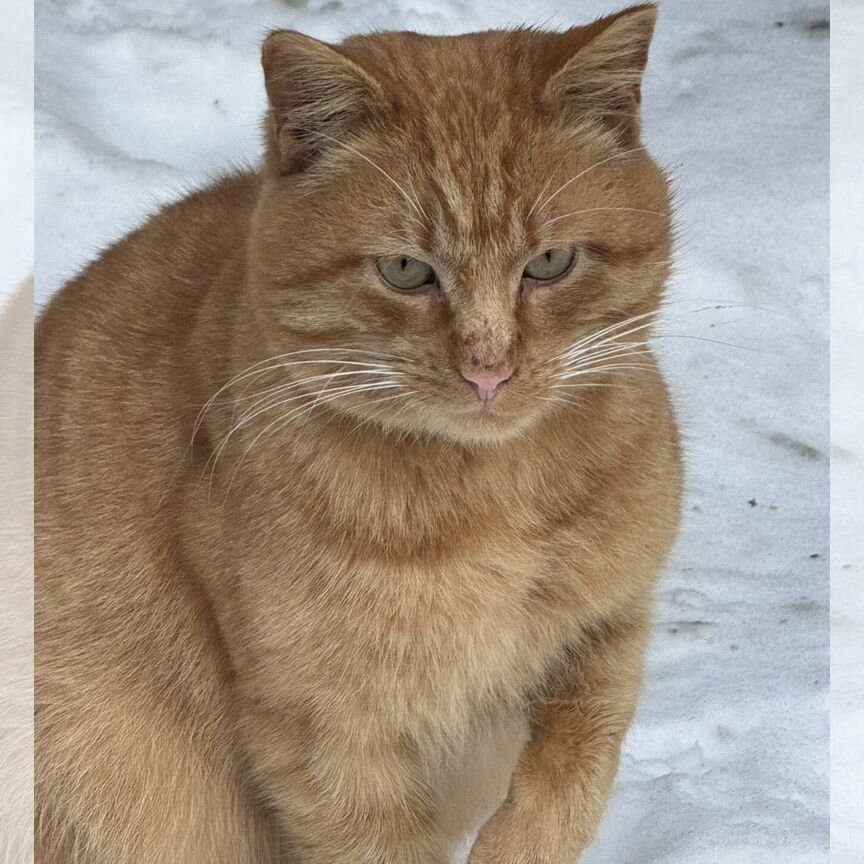 Взрослый кот в добрые руки