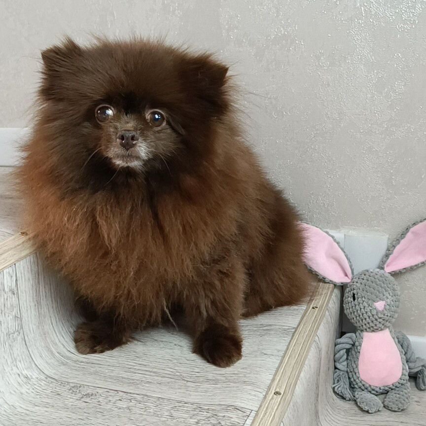 Взрослая девочка шпиц