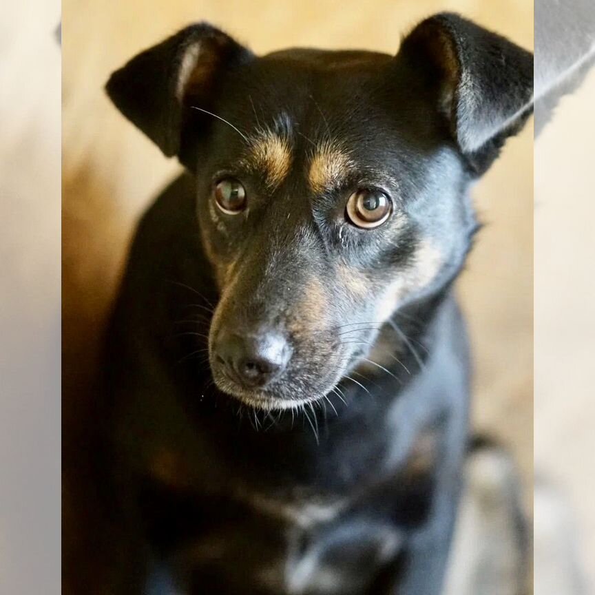 Собака в добрые руки отдам бесплатно