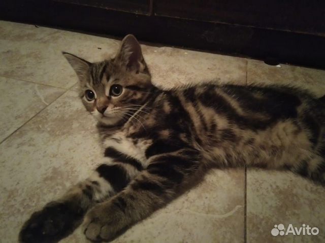 Котята Майкунята. Две девочки и Мальчик