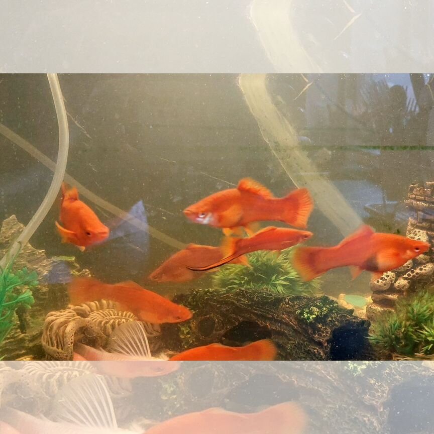 Рыбы меченосцы бронь