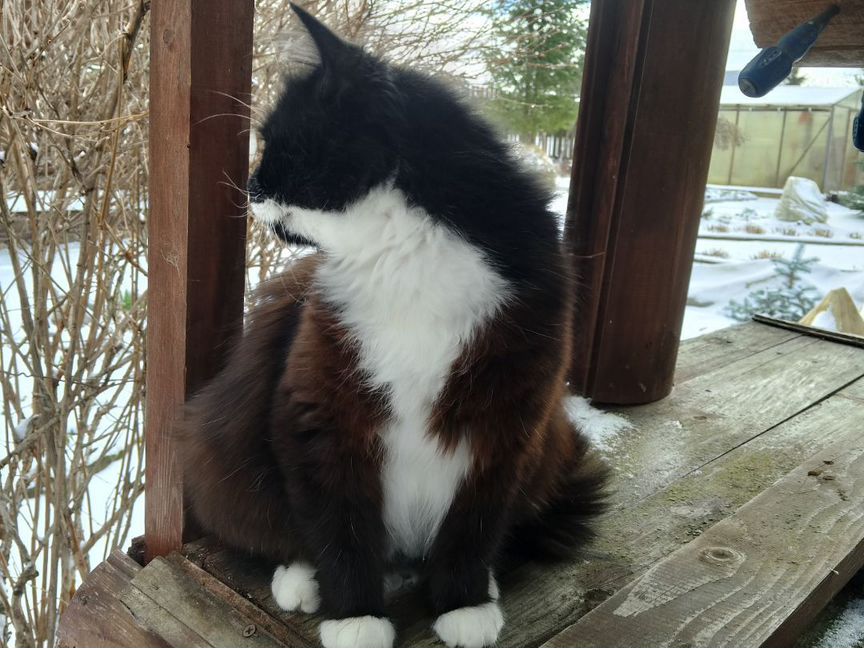 Кошка Мурка