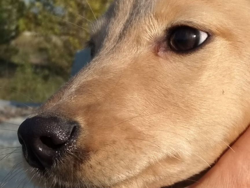 Щенки мальчики
