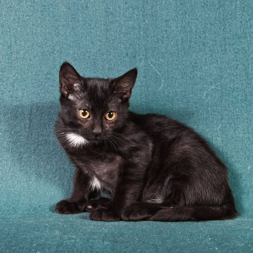 Котёнок в добрые руки бесплатно