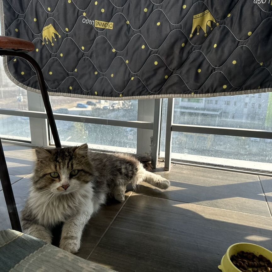 Кот в добрые руки