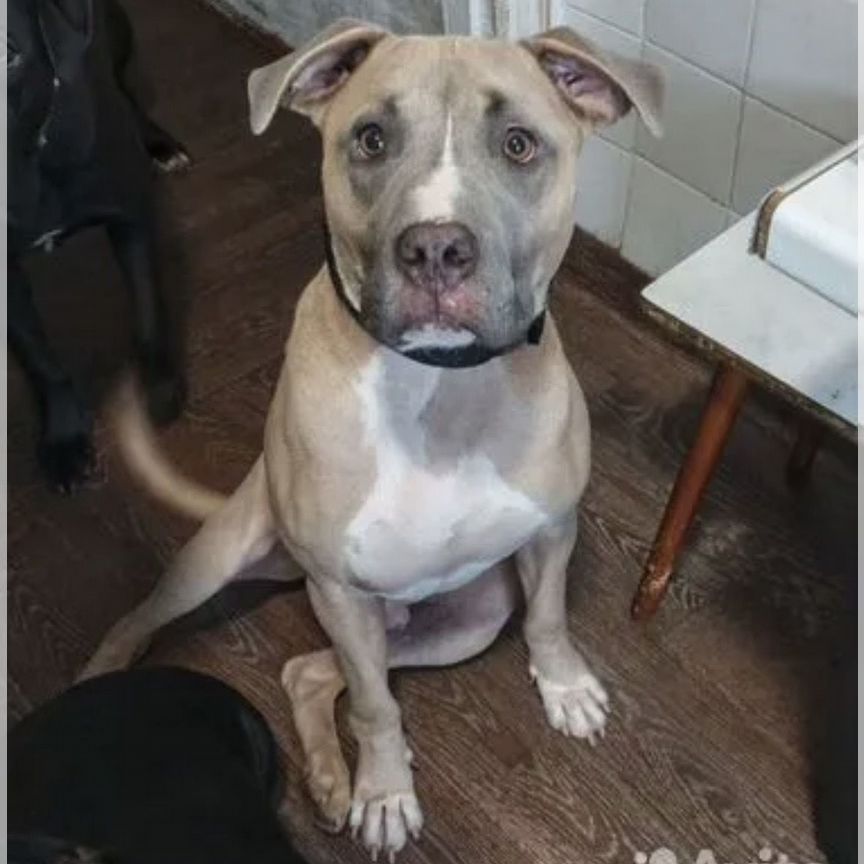 Американский стаффордширский терьер, взрослый пёс