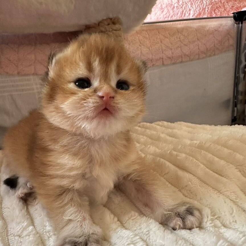 Золотые британские котята