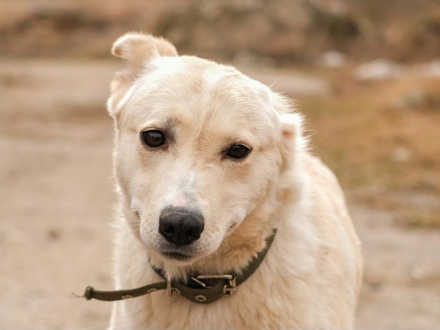Кремовая Лесси из приюта: комфортная собака