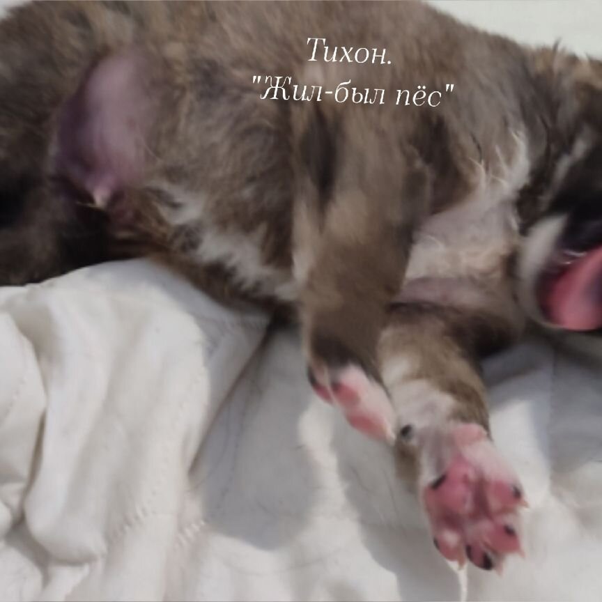 Тихон ищет маму и папу