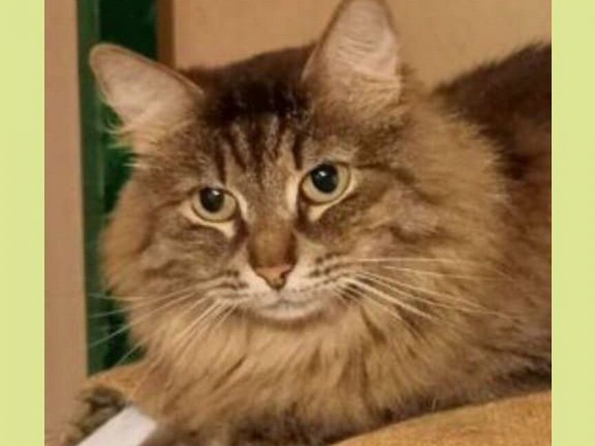 Кошка в дар бесплатно