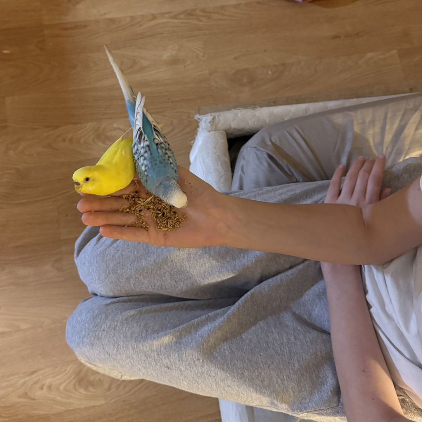 Волнистый попугай