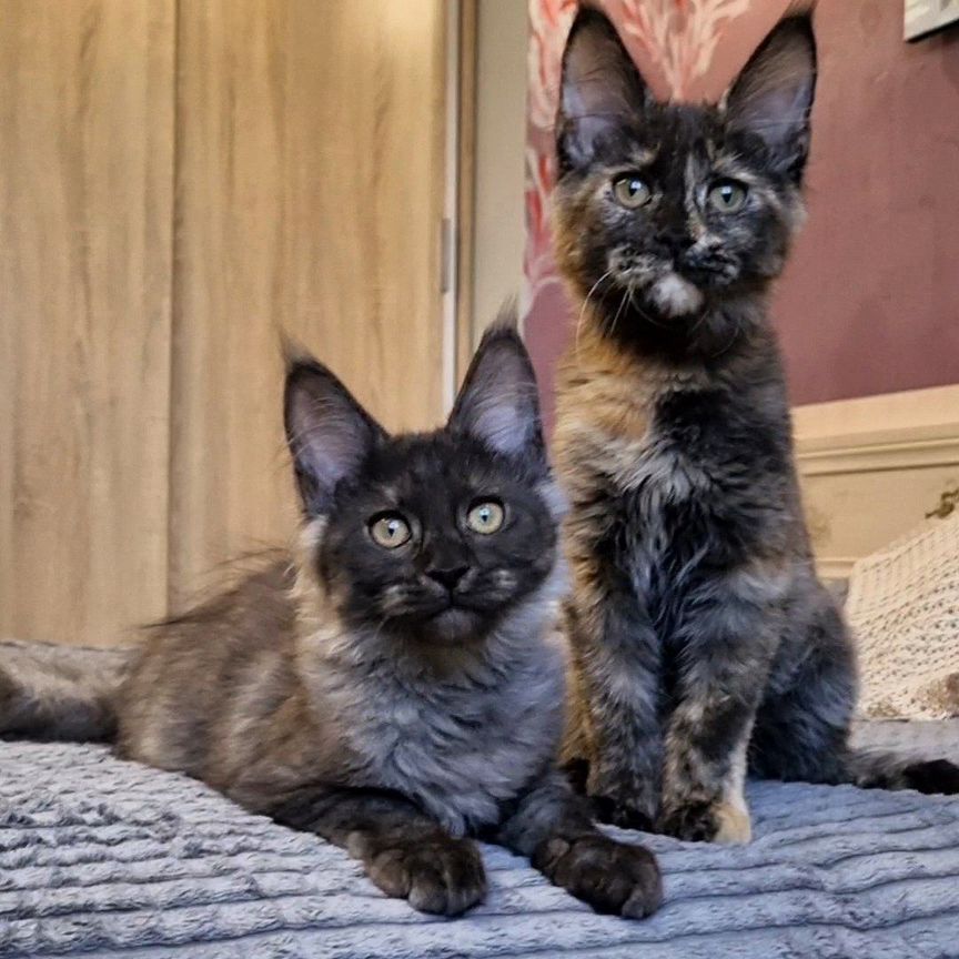 Мейн-кун котёнок