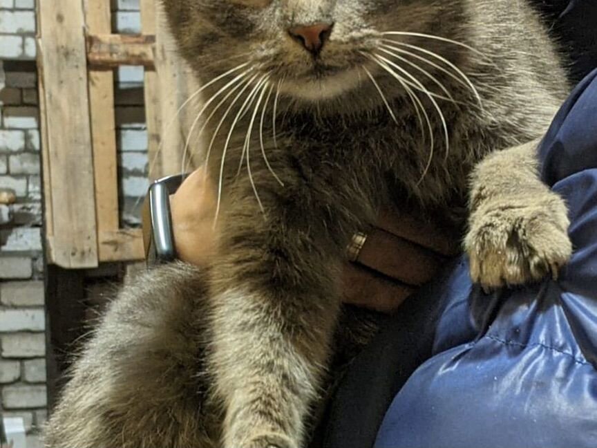 Дымчатая красавица