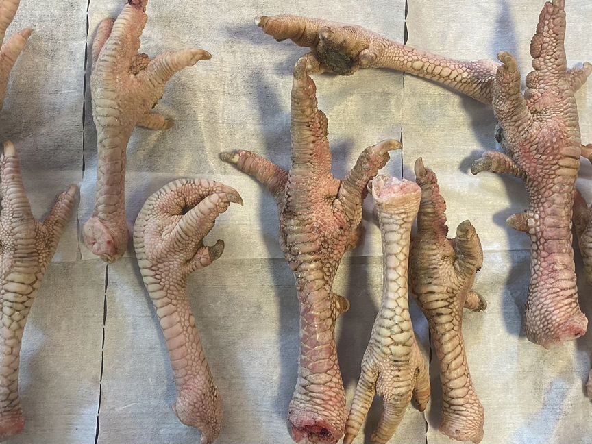 Лапы индюка