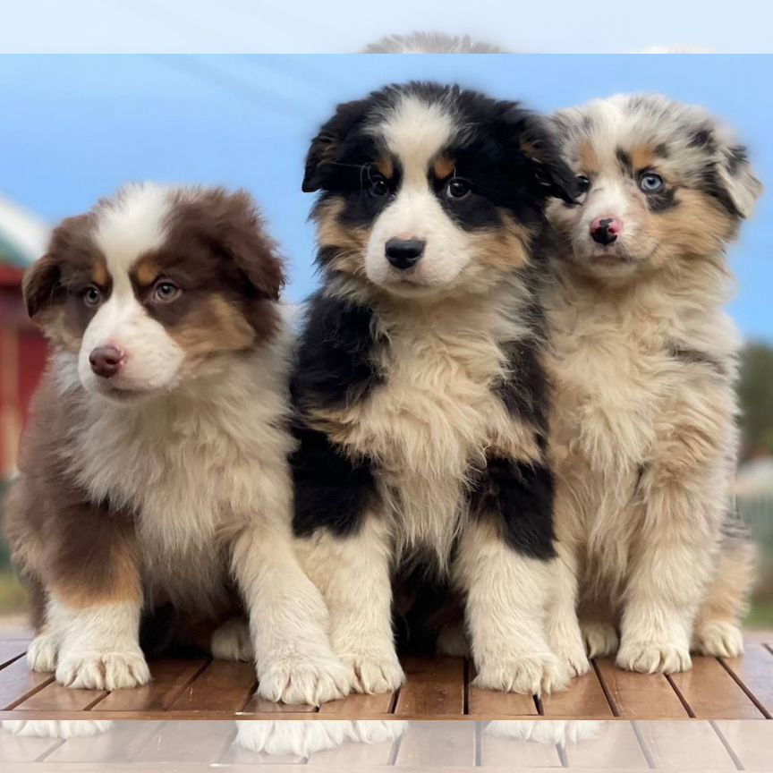 Щенок в добрые руки