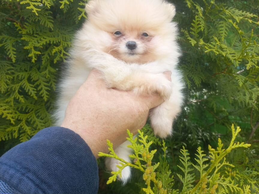 Померанский шпиц девочки