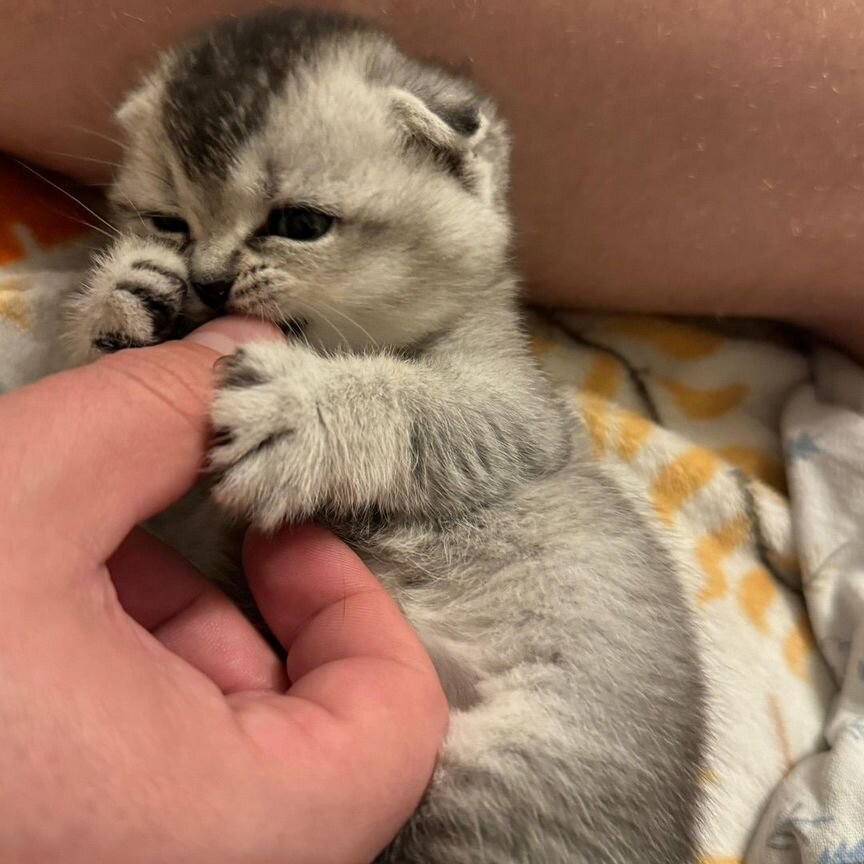 Британские вислоухие котята