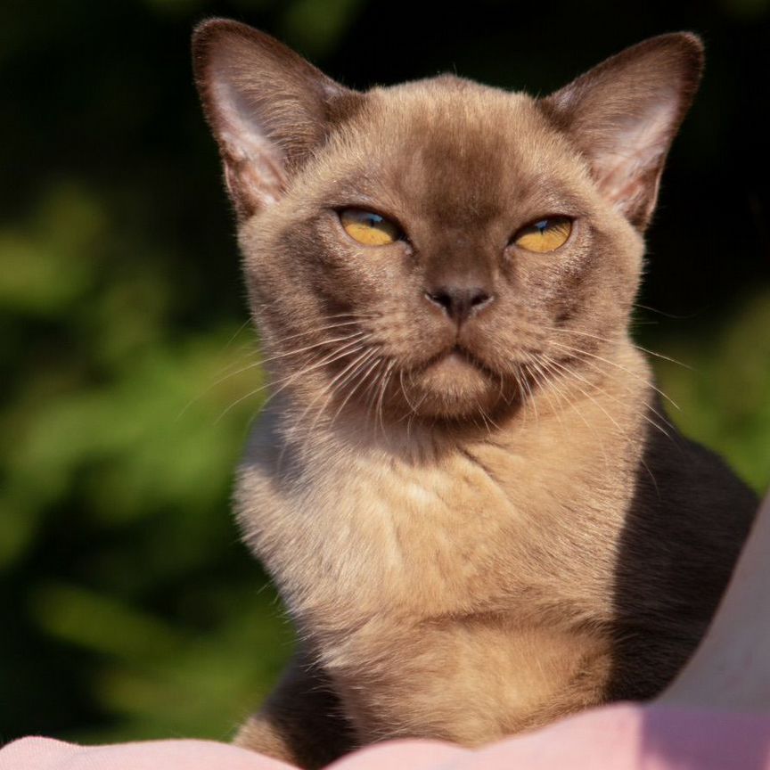 Бурманские котята