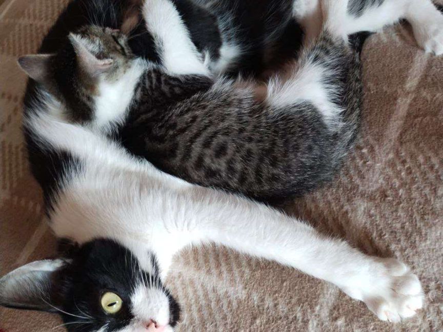 Котята в добрые руки бесплатно